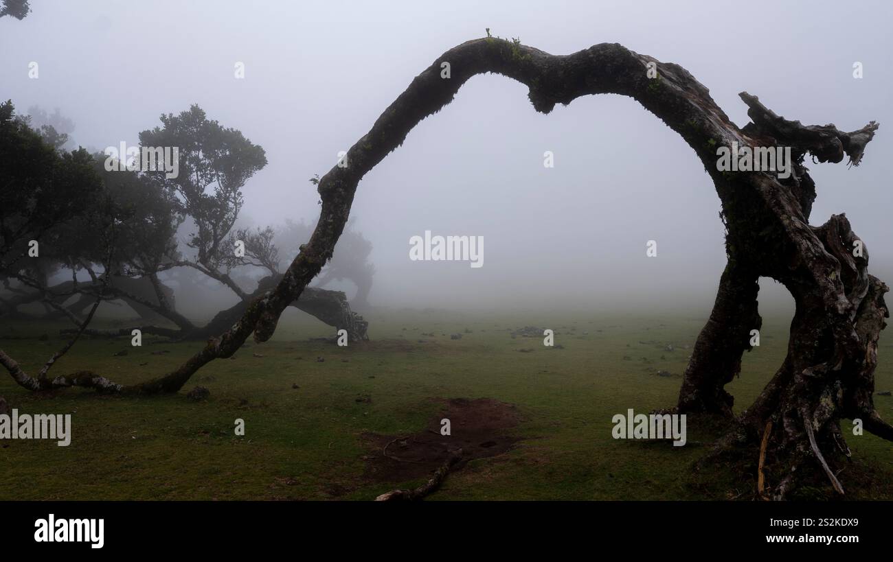 A bent and weathered tree trunk arching over a foggy meadow, surrounded ...