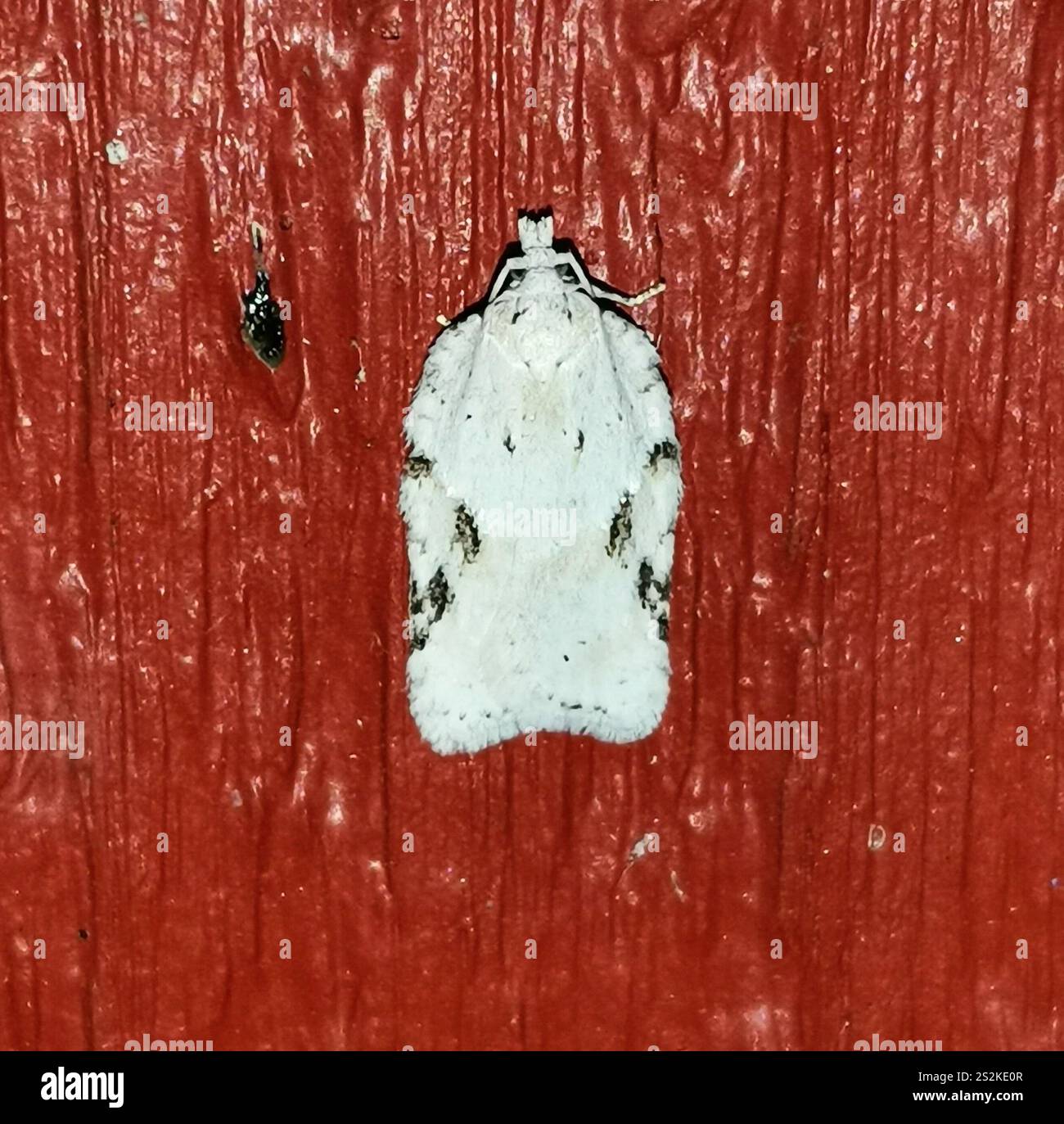 Black-headed Birch Leaffolder Moth (Acleris logiana Stock Photo - Alamy