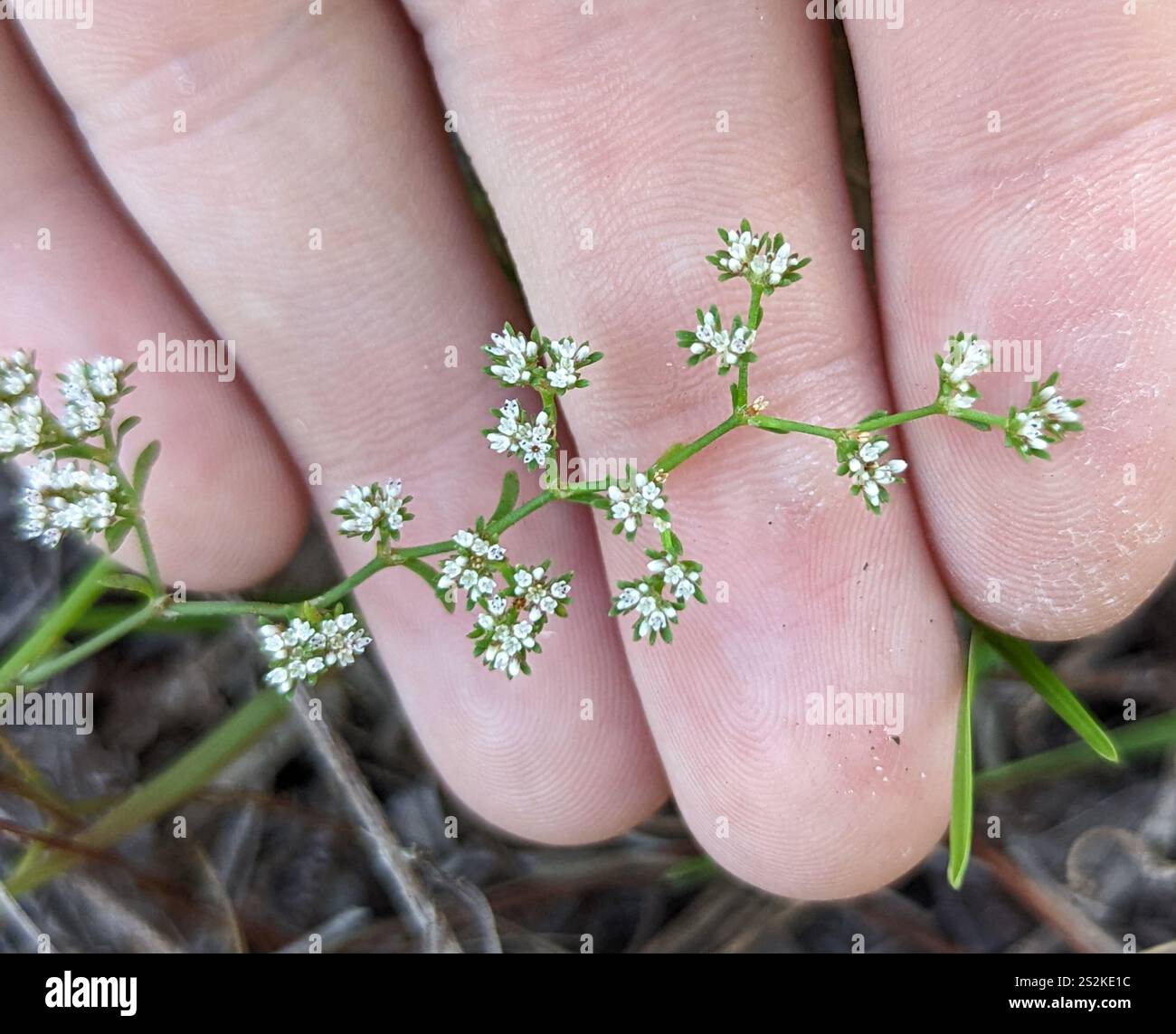 Sand Squares (Paronychia patula Stock Photo - Alamy