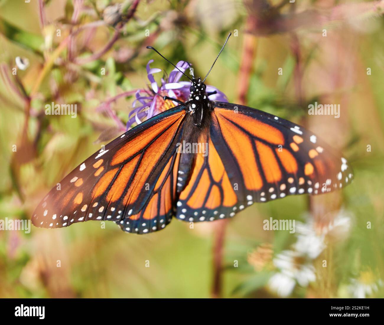 Monarch (Danaus plexippus Stock Photo - Alamy