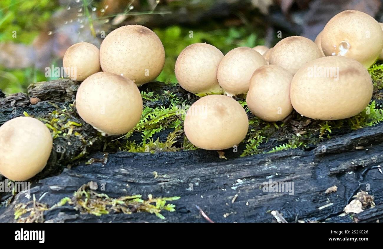 Pear-shaped Puffball (Apioperdon pyriforme Stock Photo - Alamy