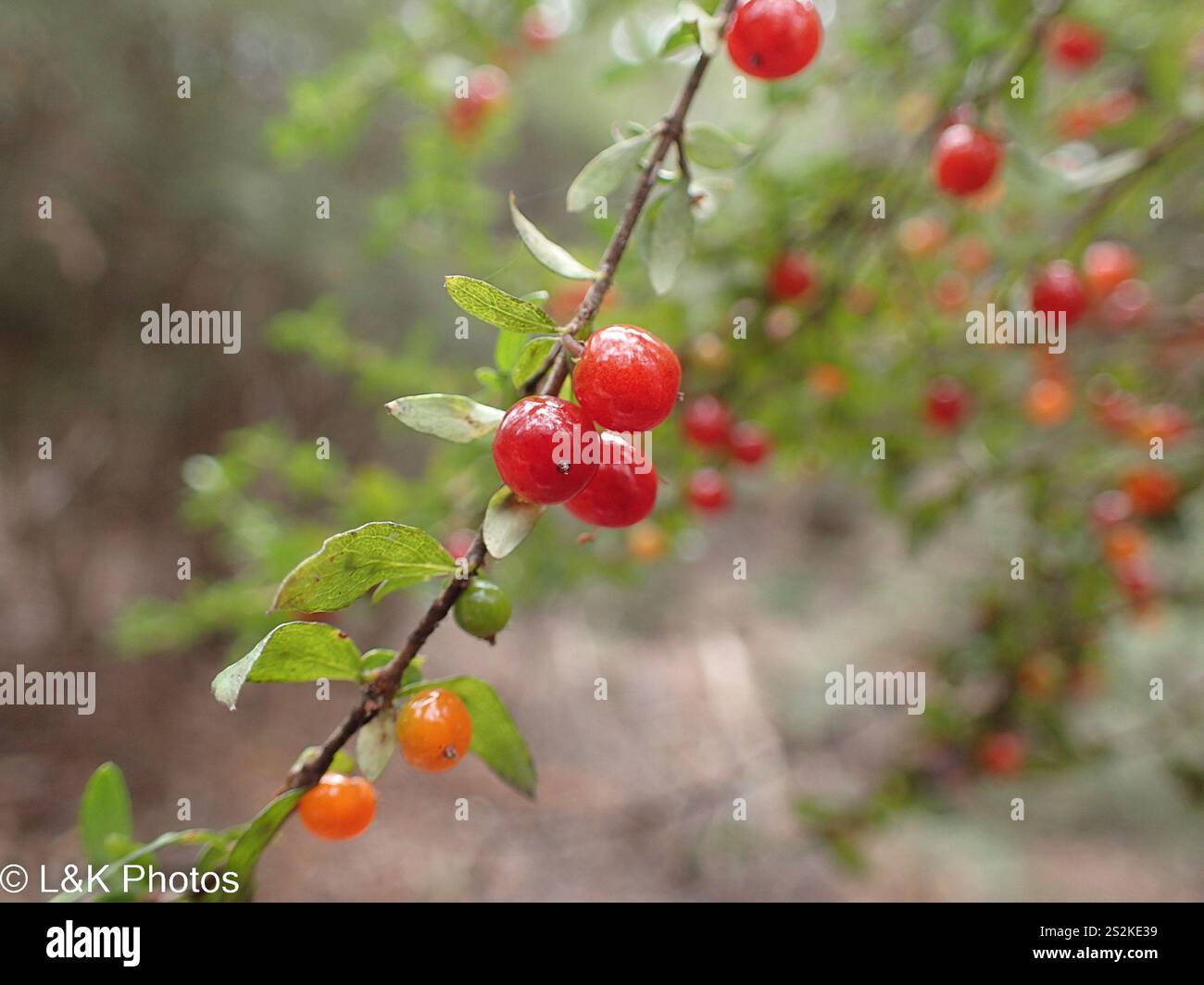 Prickly Currant-Bush (Coprosma quadrifida Stock Photo - Alamy