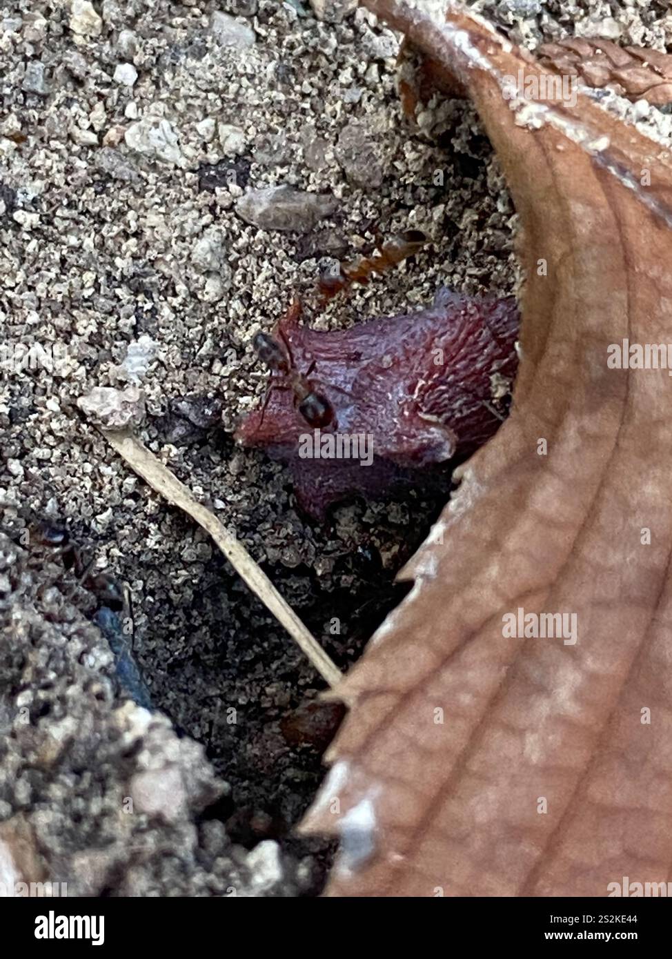 Yellow Pyramid Ant (Dorymyrmex flavus Stock Photo - Alamy