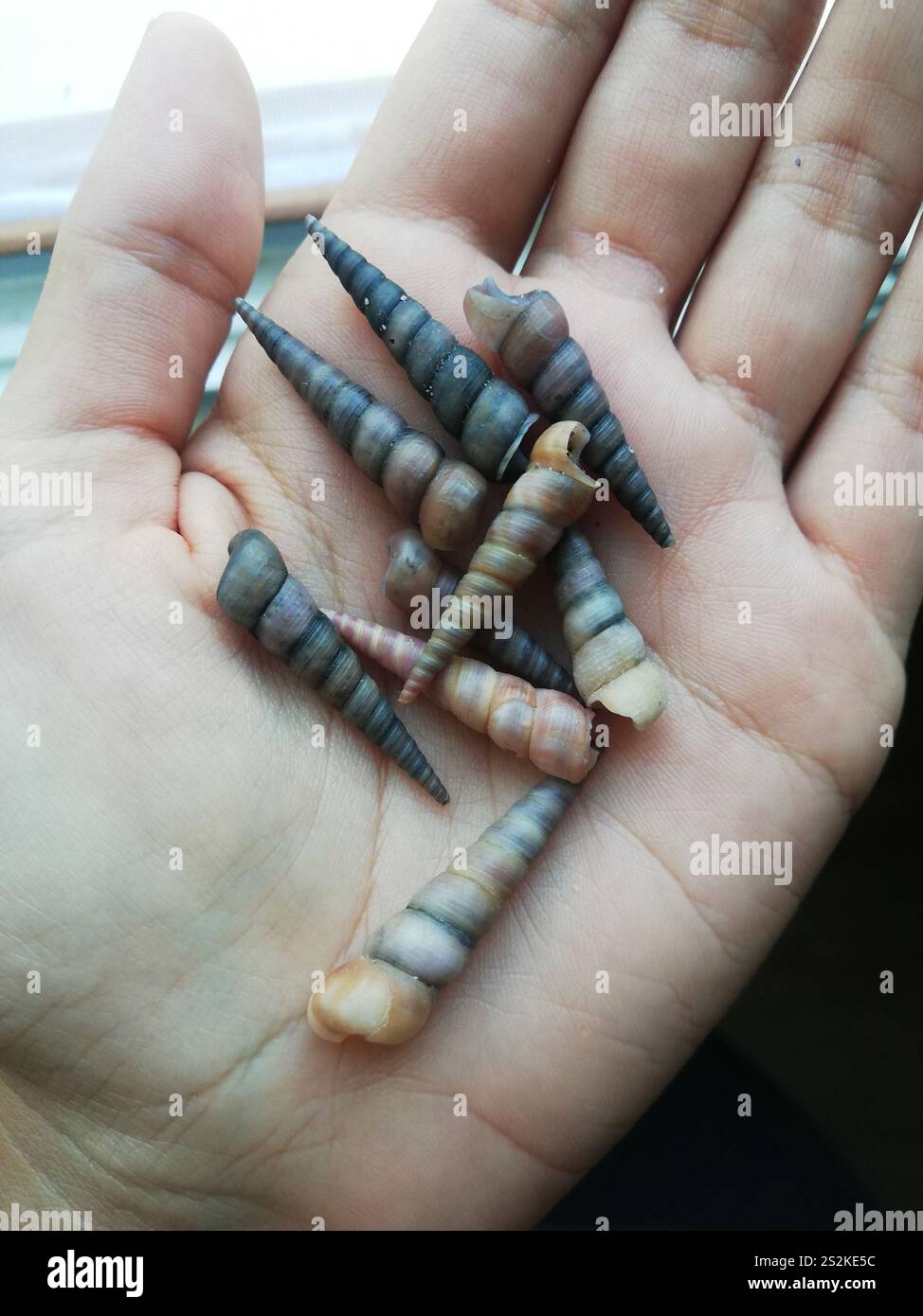 Common Tower Shell (Turritellinella tricarinata Stock Photo - Alamy