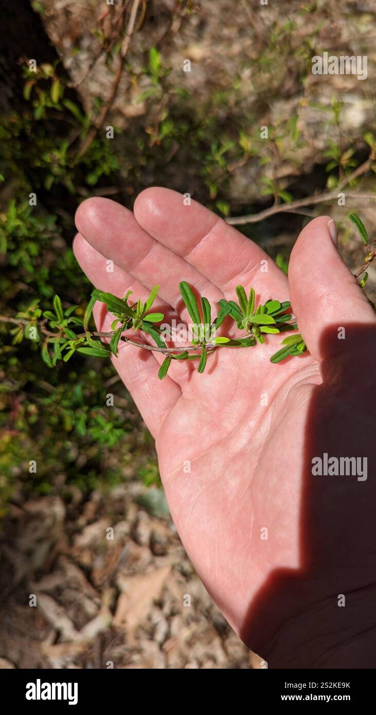 Showy Guinea Flower (Hibbertia linearis Stock Photo - Alamy