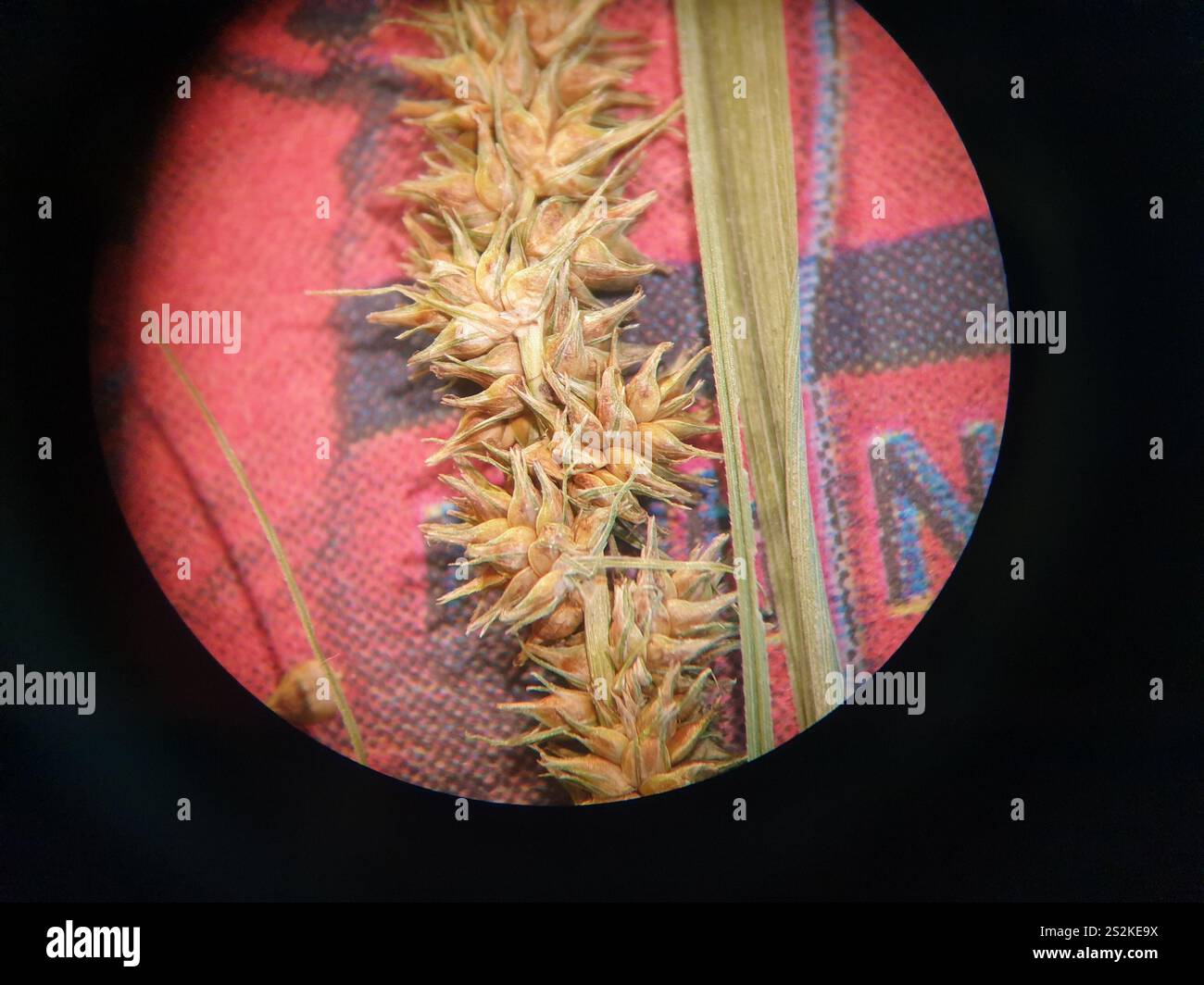 fox sedge (Carex vulpinoidea Stock Photo - Alamy