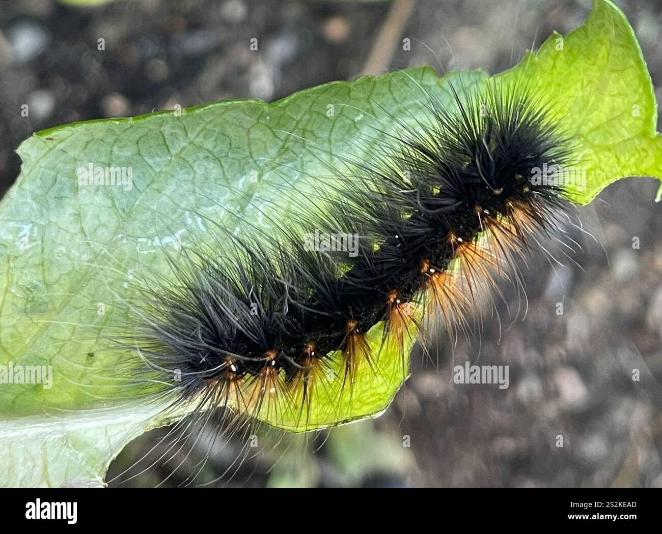 Salt Marsh Moth (Estigmene acrea Stock Photo - Alamy