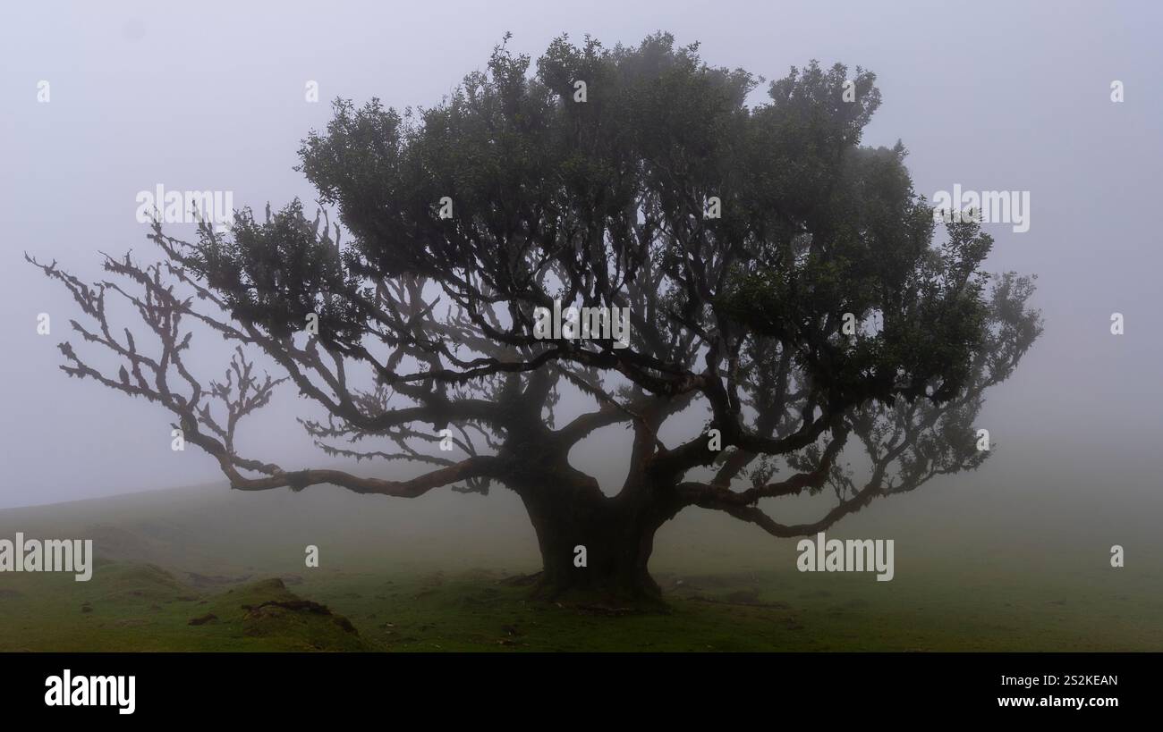Lone tree with sprawling branches standing in a misty landscape ...