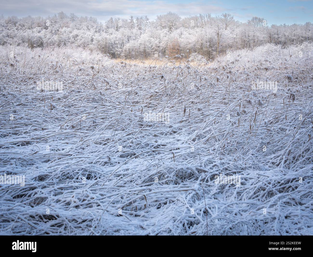 Snow-Covered Forest In Bavaria, Germany: A Serene Winter Scene With ...
