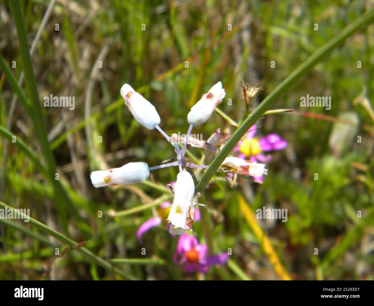 Banded Viooltjie (Lachenalia unifolia Stock Photo - Alamy