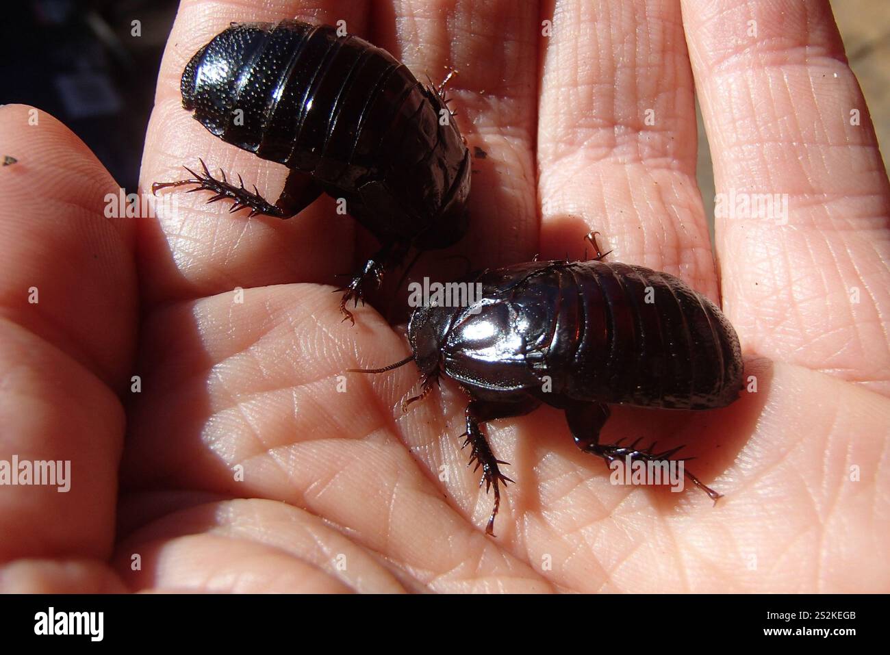 Giant Cockroaches (Blaberidae Stock Photo - Alamy