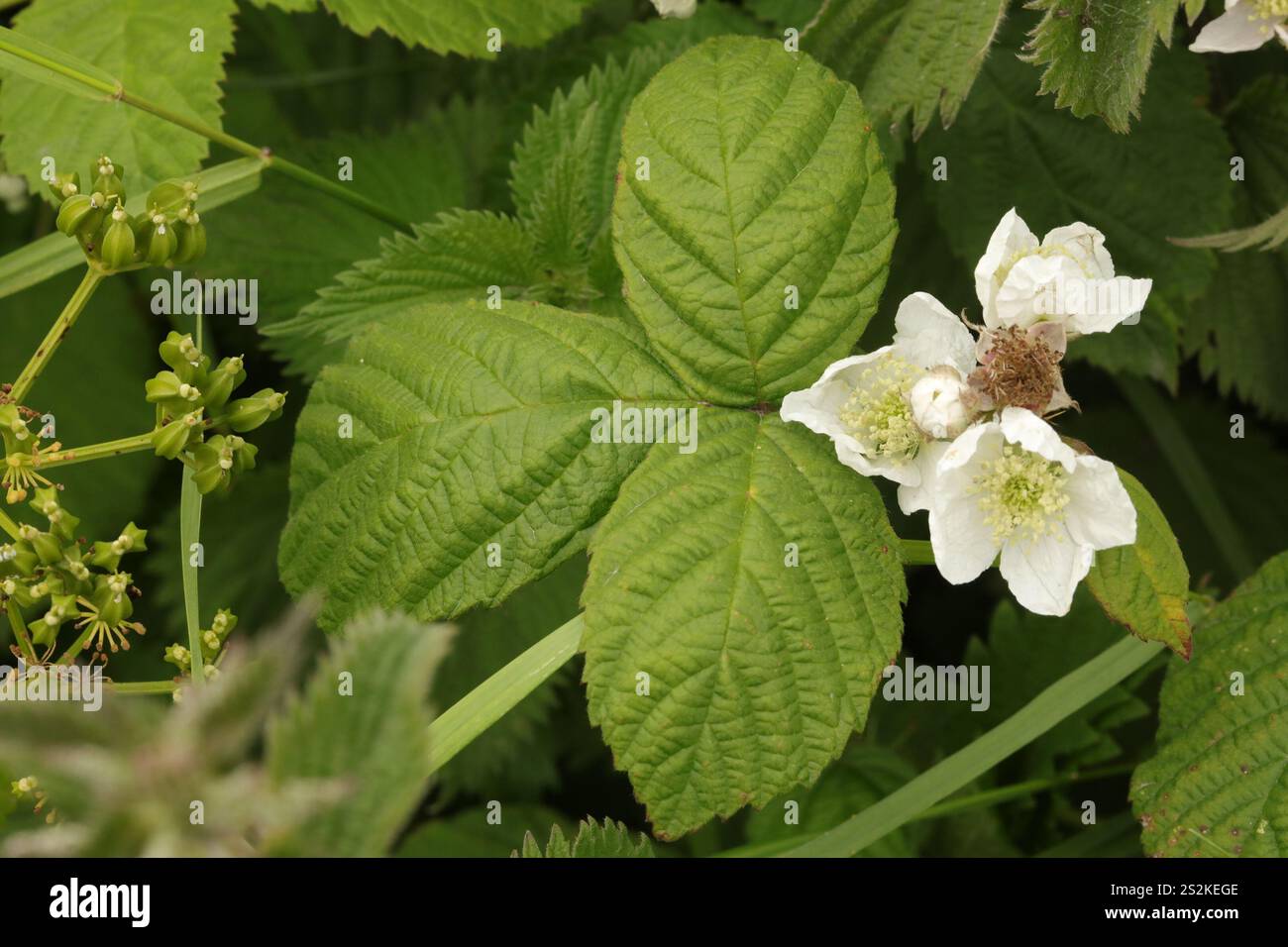 Railway Bramble (Rubus tuberculatus Stock Photo - Alamy