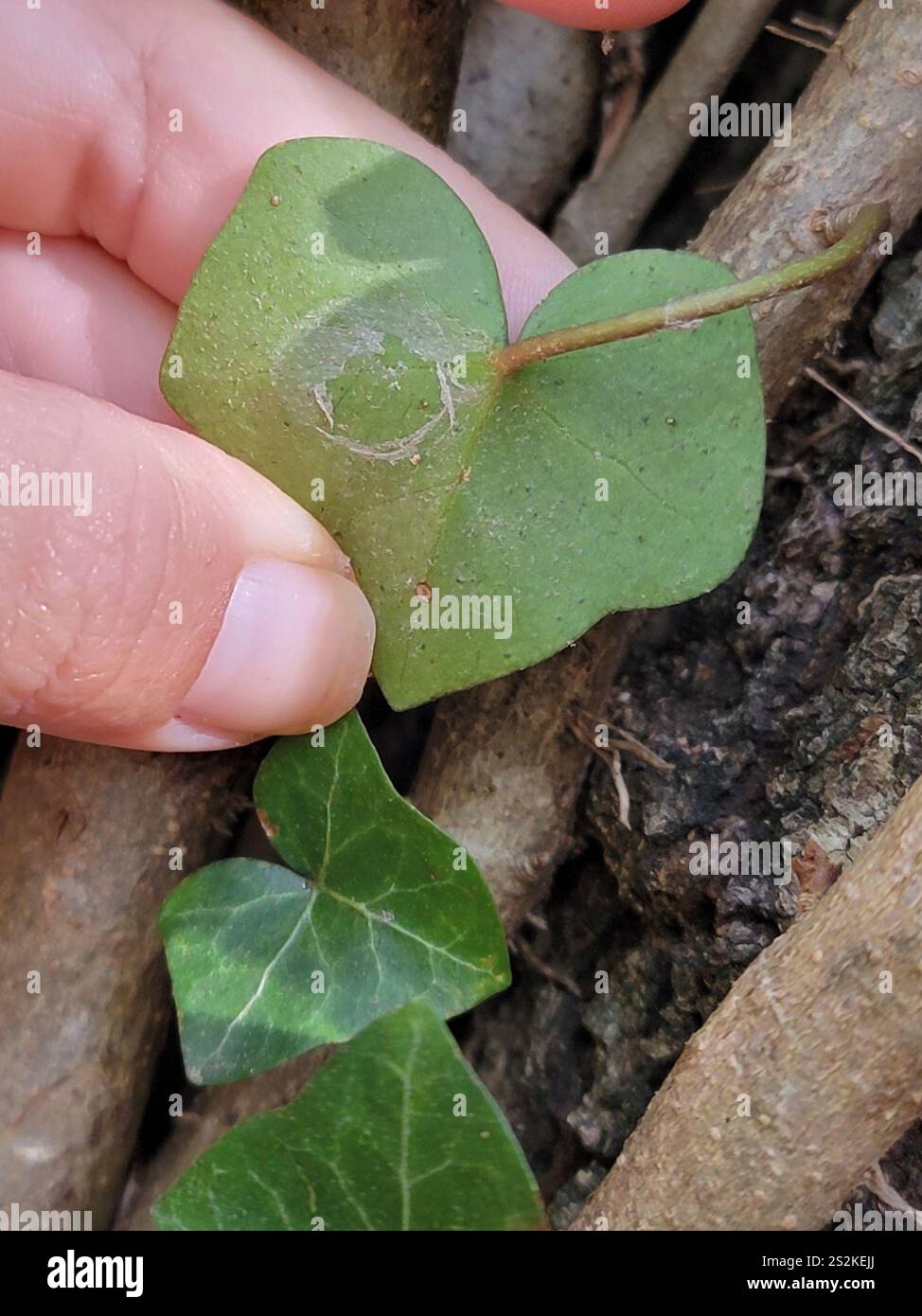 Atlantic Ivy (Hedera hibernica Stock Photo - Alamy