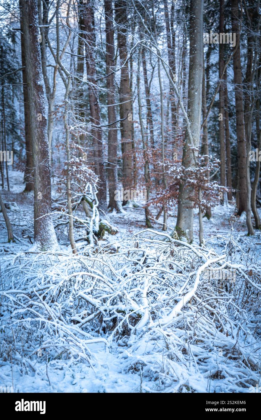 Snow-Covered Forest In Bavaria, Germany: A Serene Winter Scene With ...