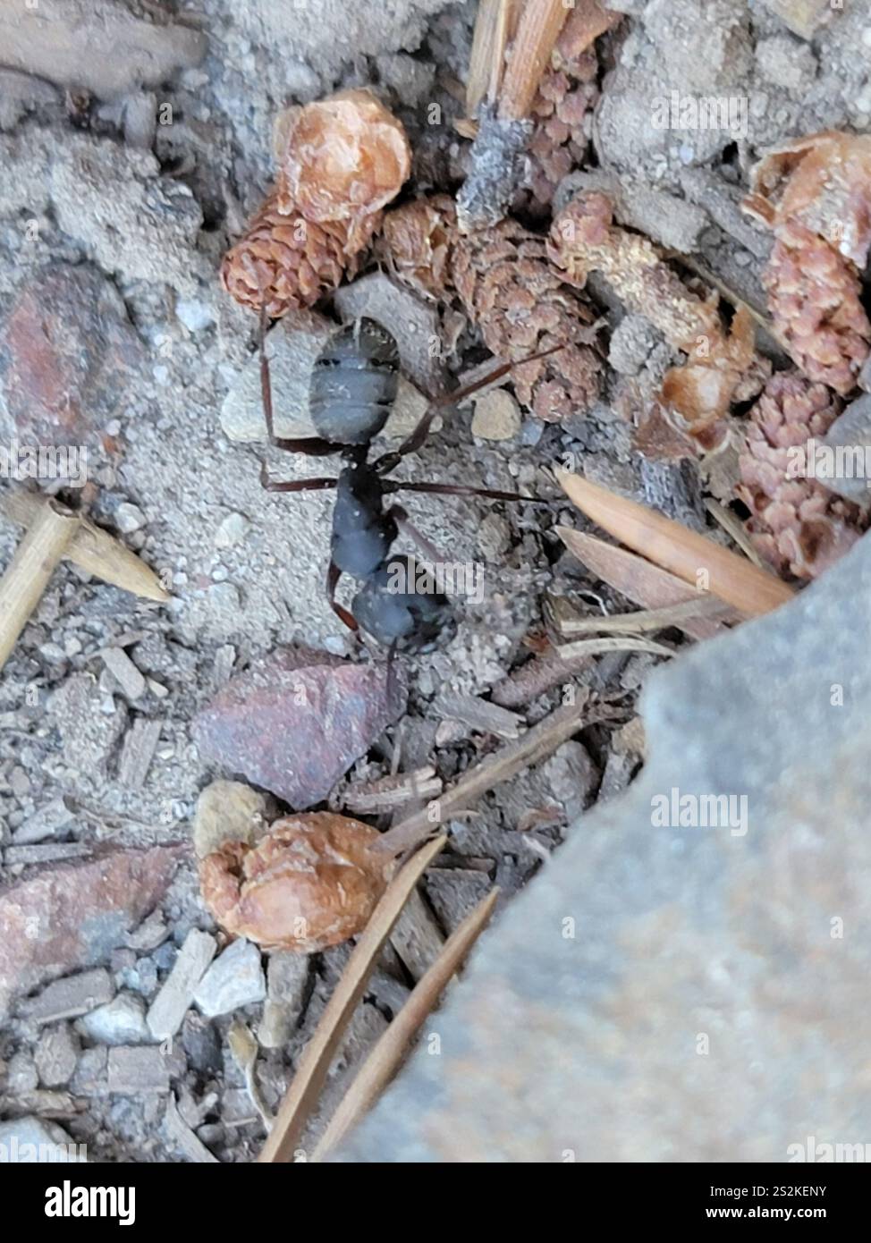 Western Black Carpenter Ant (Camponotus modoc Stock Photo - Alamy