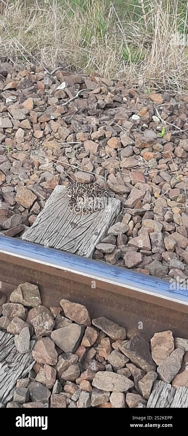 Urutu hi-res stock photography and images - Alamy