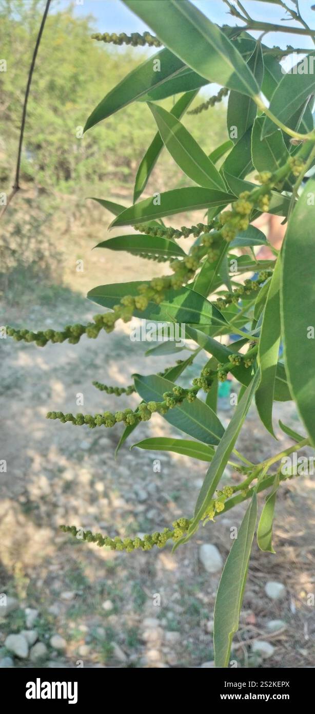 Sapium haematospermum hi-res stock photography and images - Alamy