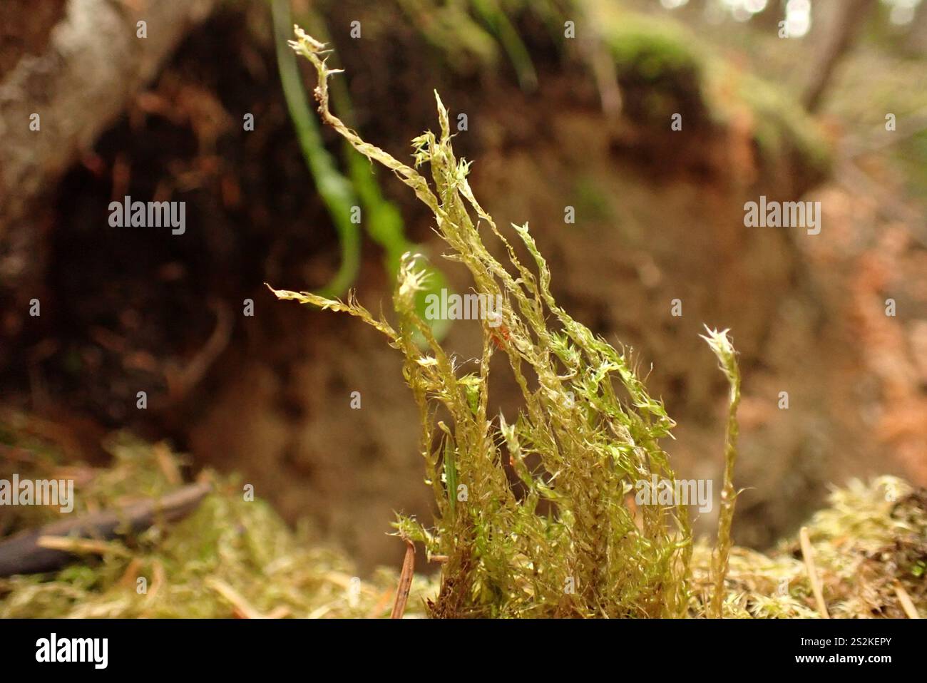 Kneiff's hook-moss (Drepanocladus aduncus Stock Photo - Alamy