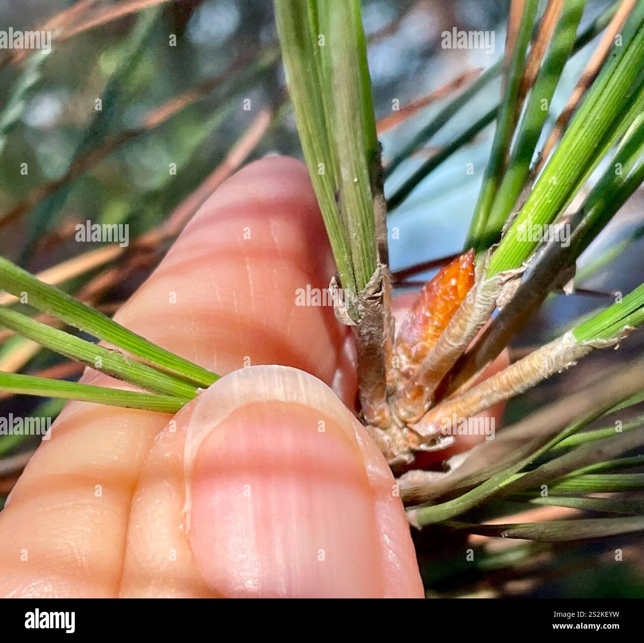 Monterey pine (Pinus radiata Stock Photo - Alamy