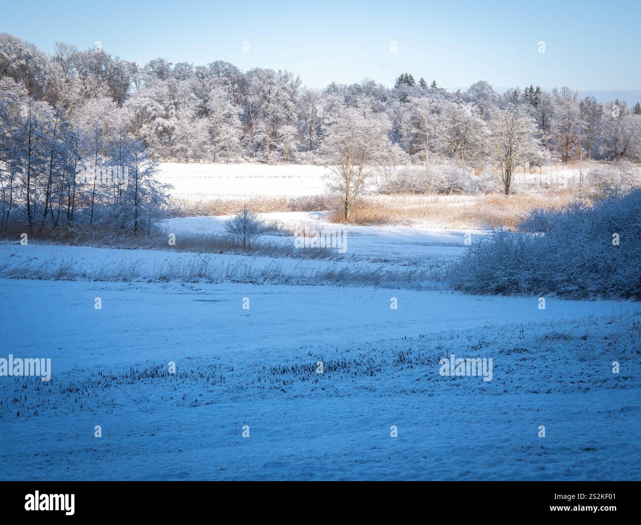 Snow-Covered Forest In Bavaria, Germany: A Serene Winter Scene With ...
