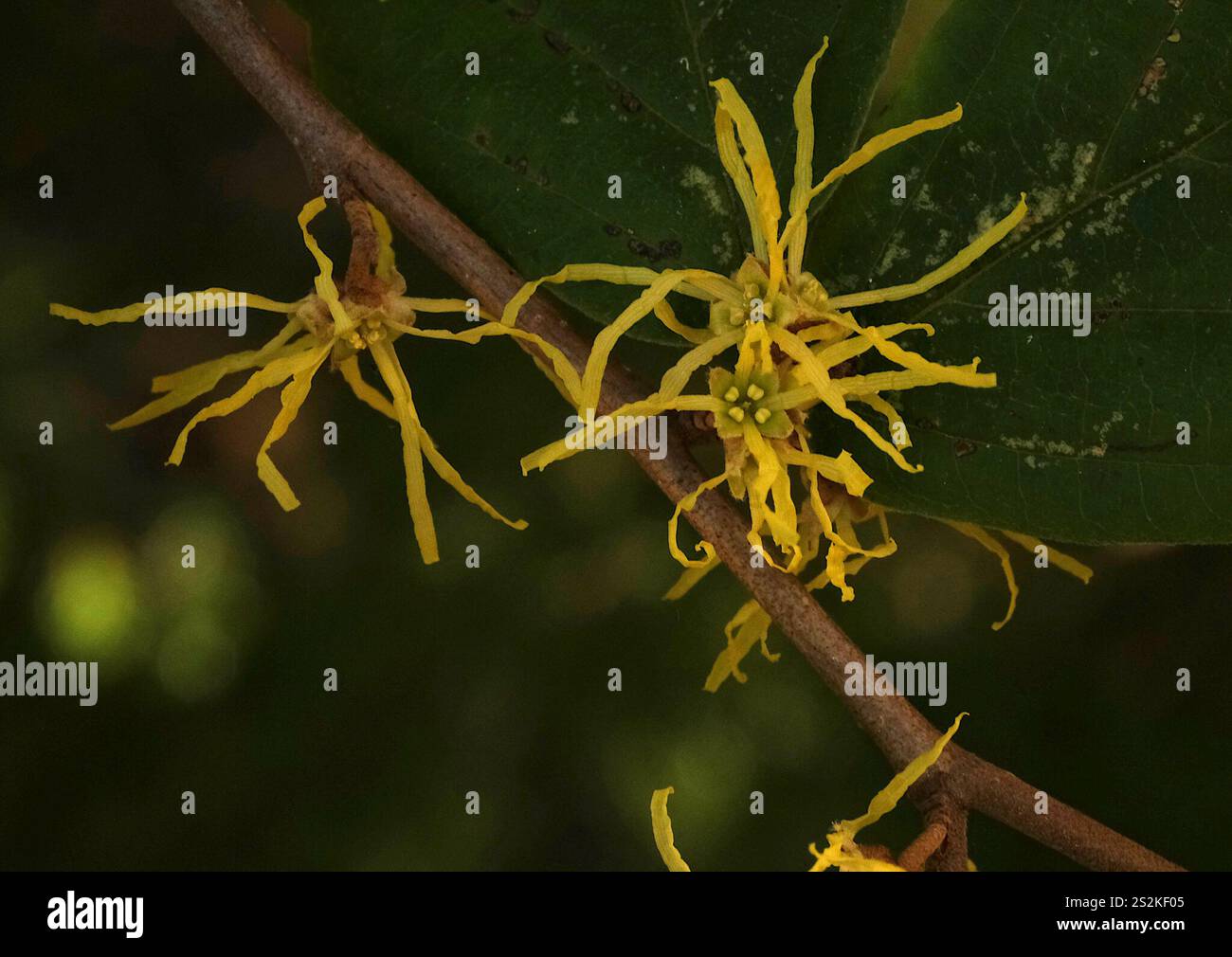 american witch-hazel (Hamamelis virginiana Stock Photo - Alamy
