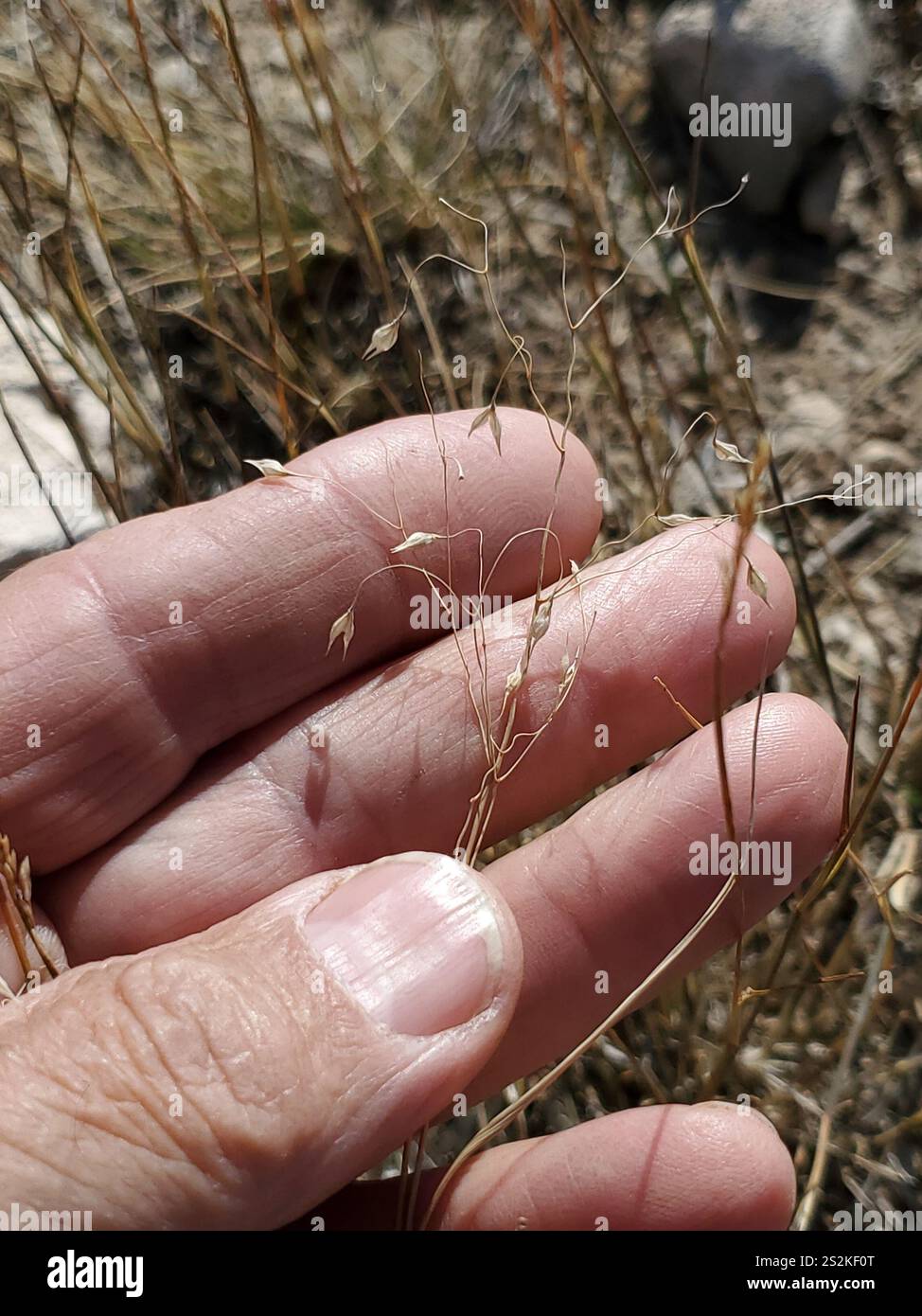 Sand Ricegrass (Eriocoma hymenoides Stock Photo - Alamy