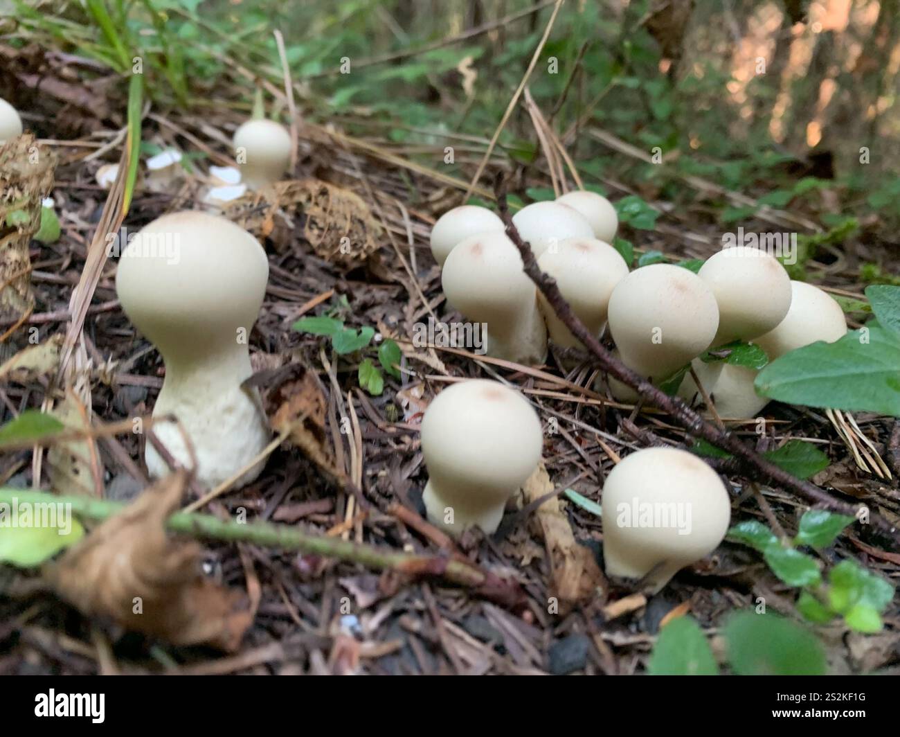 Pear-shaped Puffball (Apioperdon pyriforme Stock Photo - Alamy