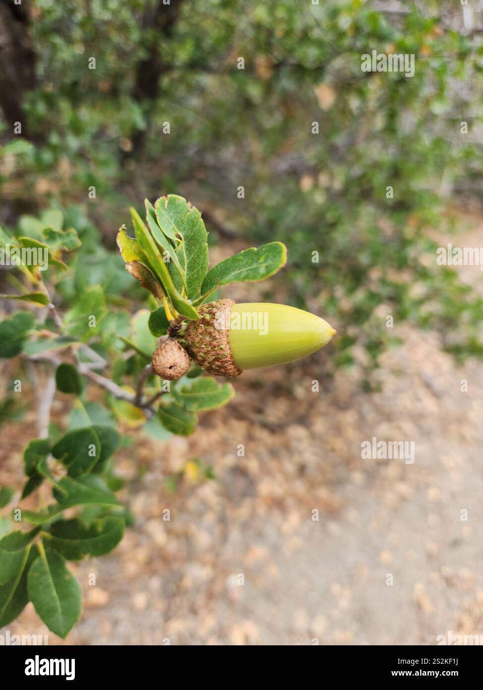 interior live oak (Quercus wislizeni Stock Photo - Alamy