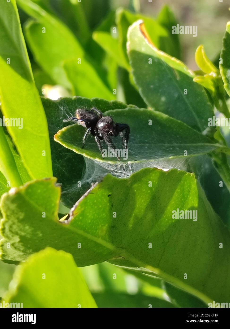 Golden Jumping Spider (Paraphidippus aurantius Stock Photo - Alamy