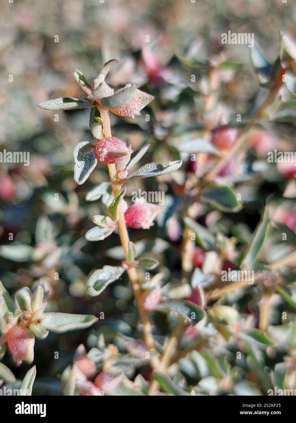 berry saltbush (Atriplex semibaccata Stock Photo - Alamy