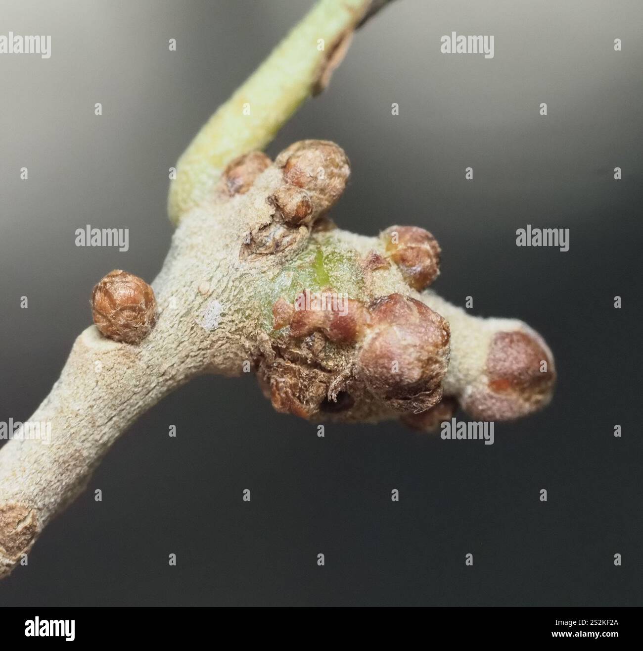 Southern Live Oak Stem Gall Wasp (Callirhytis quercusbatatoides Stock ...