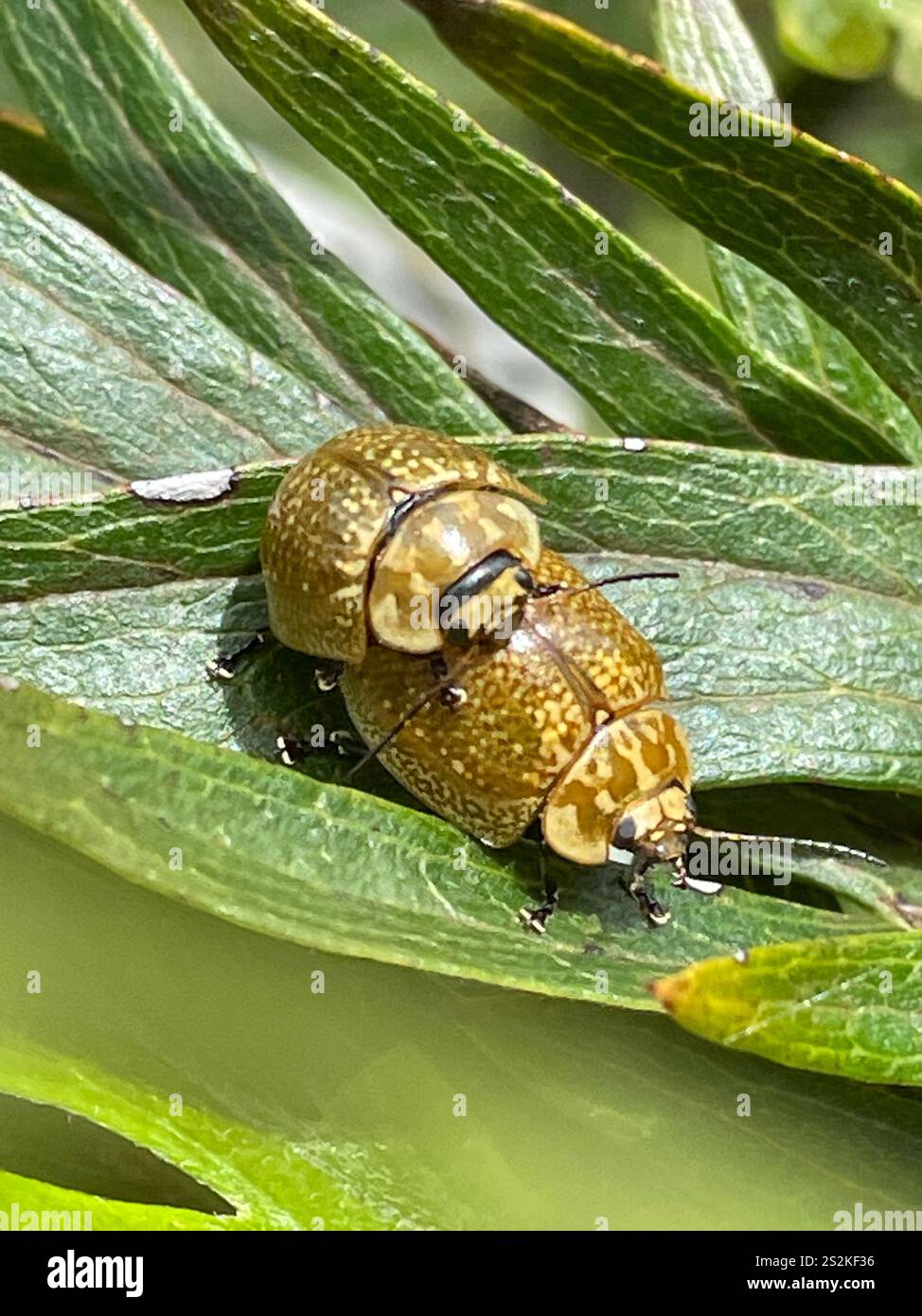 Eucalyptus variegated beetle (Paropsisterna cloelia Stock Photo - Alamy