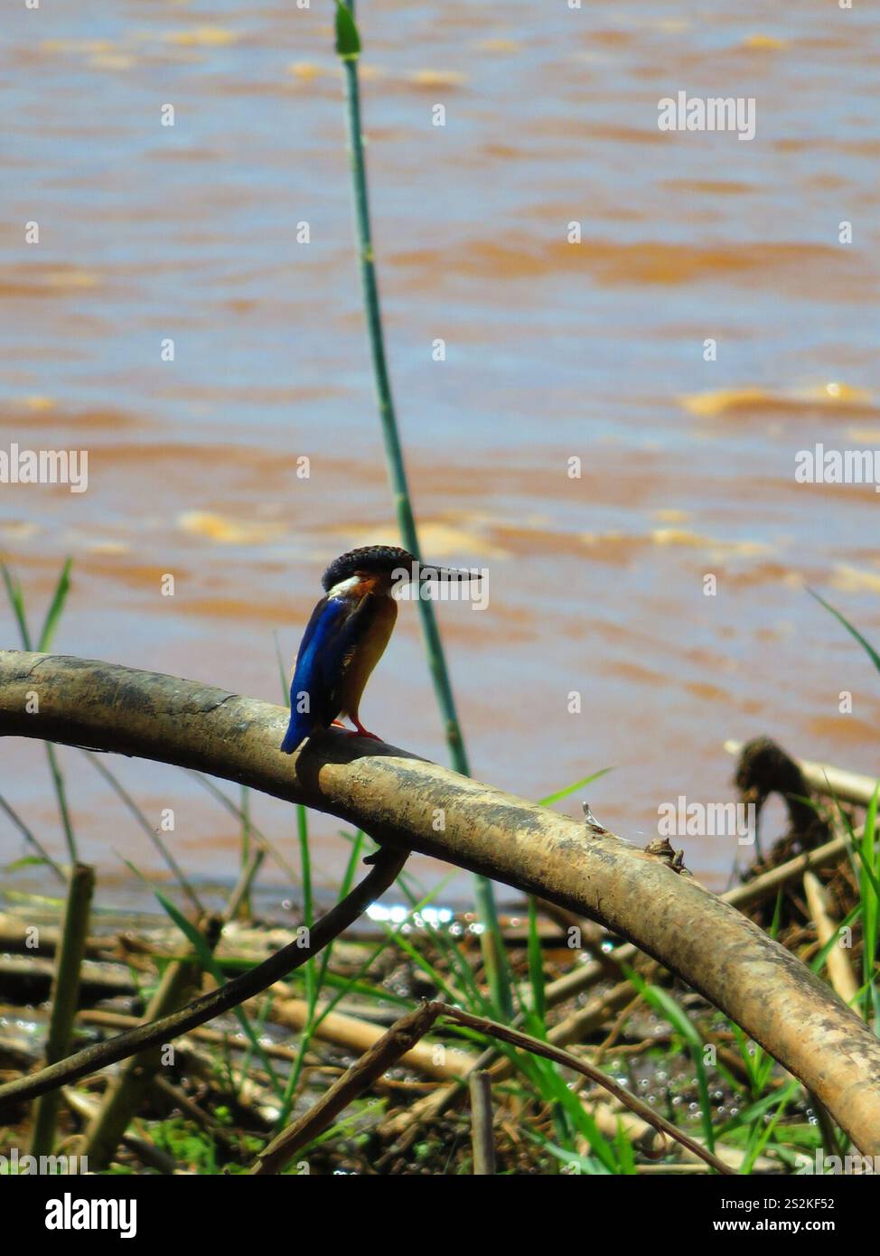 Malagasy Kingfisher (Corythornis vintsioides Stock Photo - Alamy