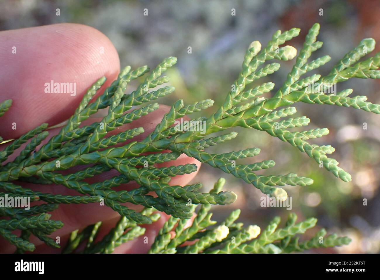 Alaska yellow cedar (Callitropsis nootkatensis Stock Photo - Alamy