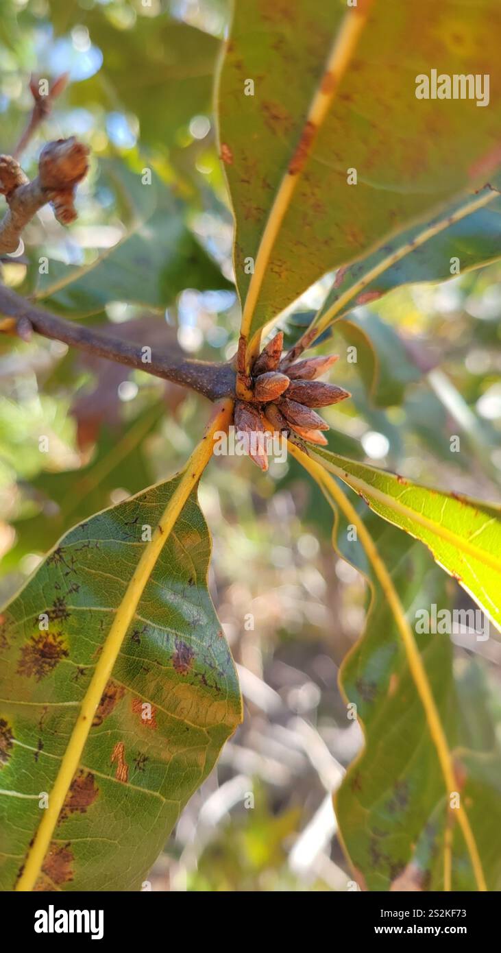 American turkey oak (Quercus laevis Stock Photo - Alamy