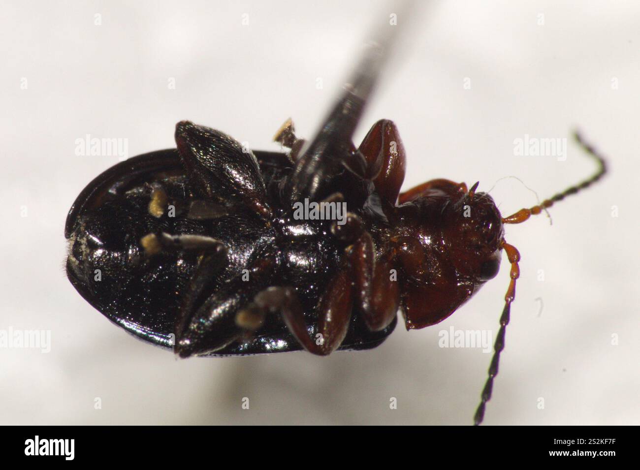 Flea Beetles (Alticini Stock Photo - Alamy