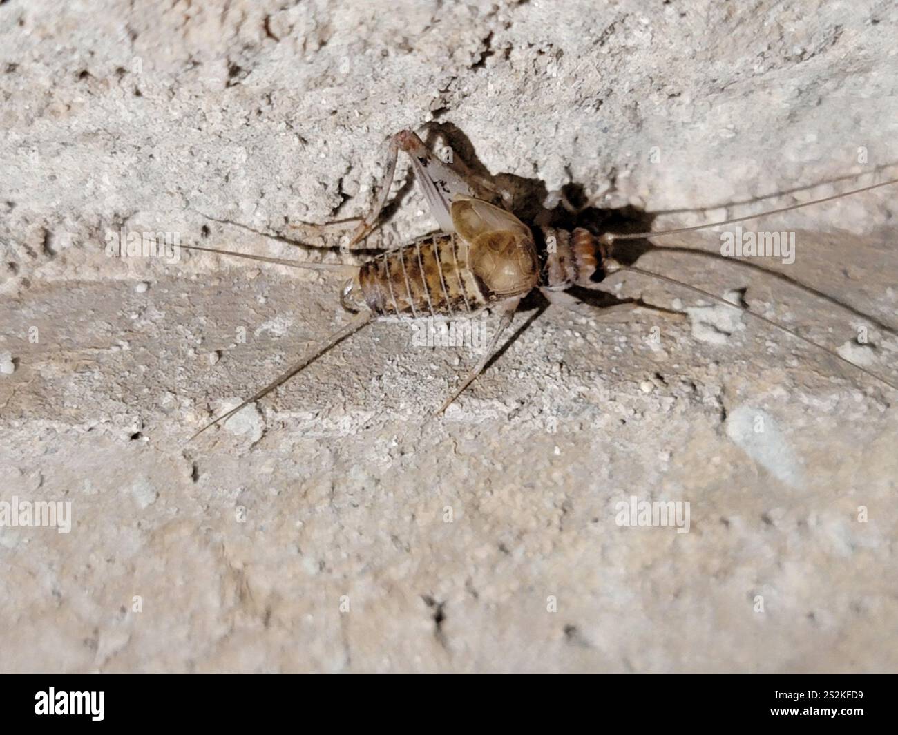 Tropical House Cricket (Gryllodes sigillatus Stock Photo - Alamy