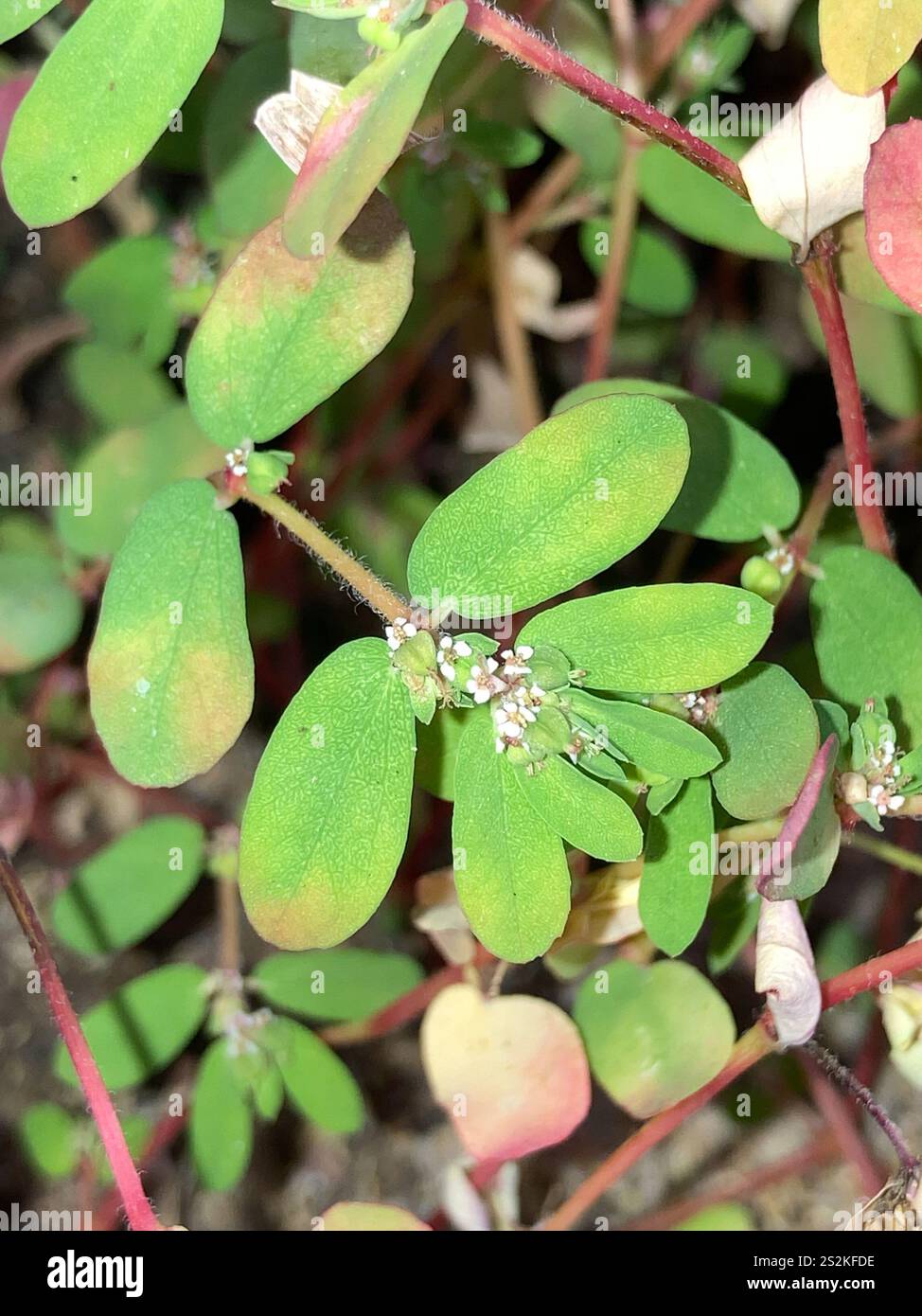 Spreading Broomspurge (Euphorbia humistrata Stock Photo - Alamy