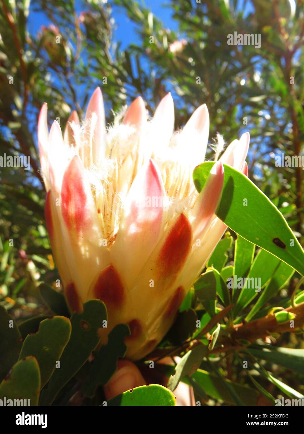 Common Sugarbush (Protea repens Stock Photo - Alamy