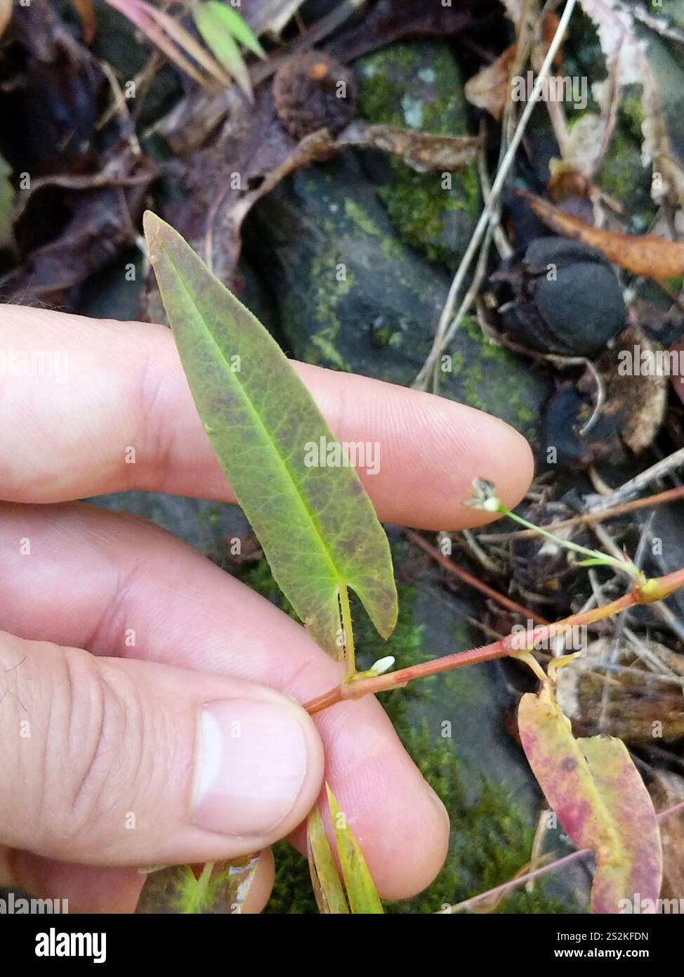 arrow-leaved tearthumb (Persicaria sagittata Stock Photo - Alamy