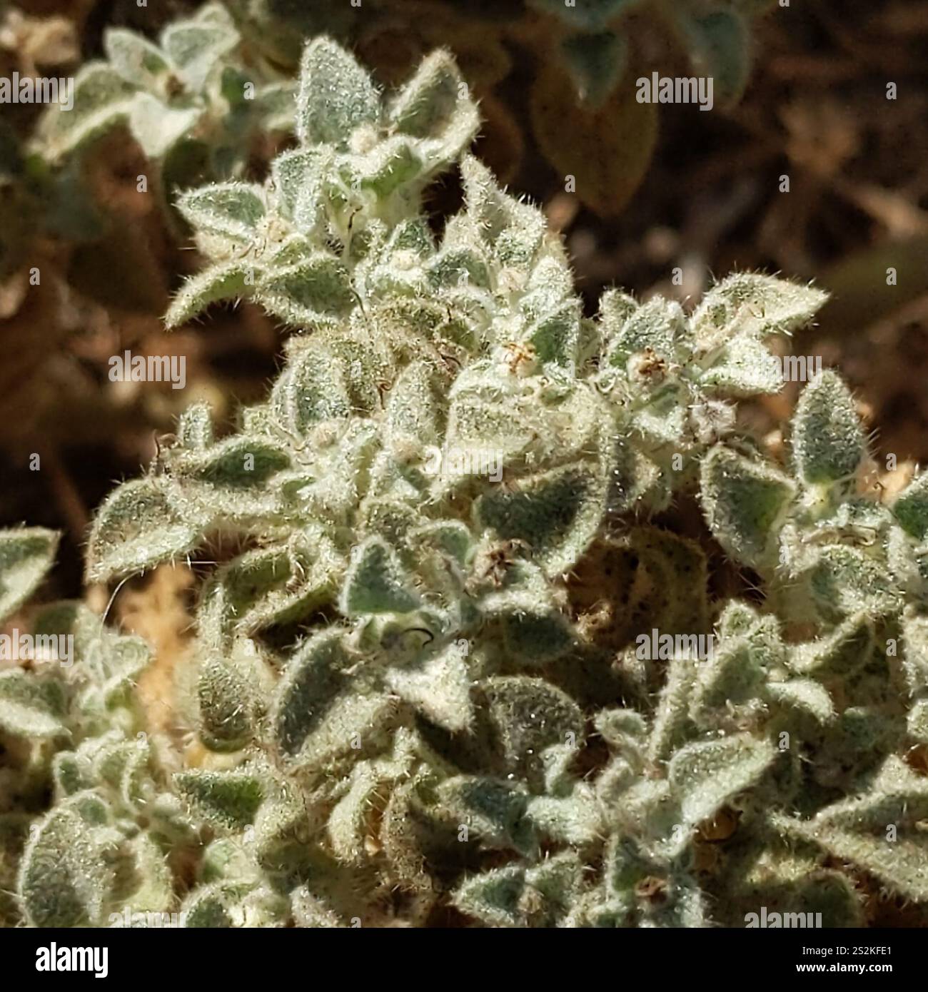 turkey mullein (Croton setiger Stock Photo - Alamy