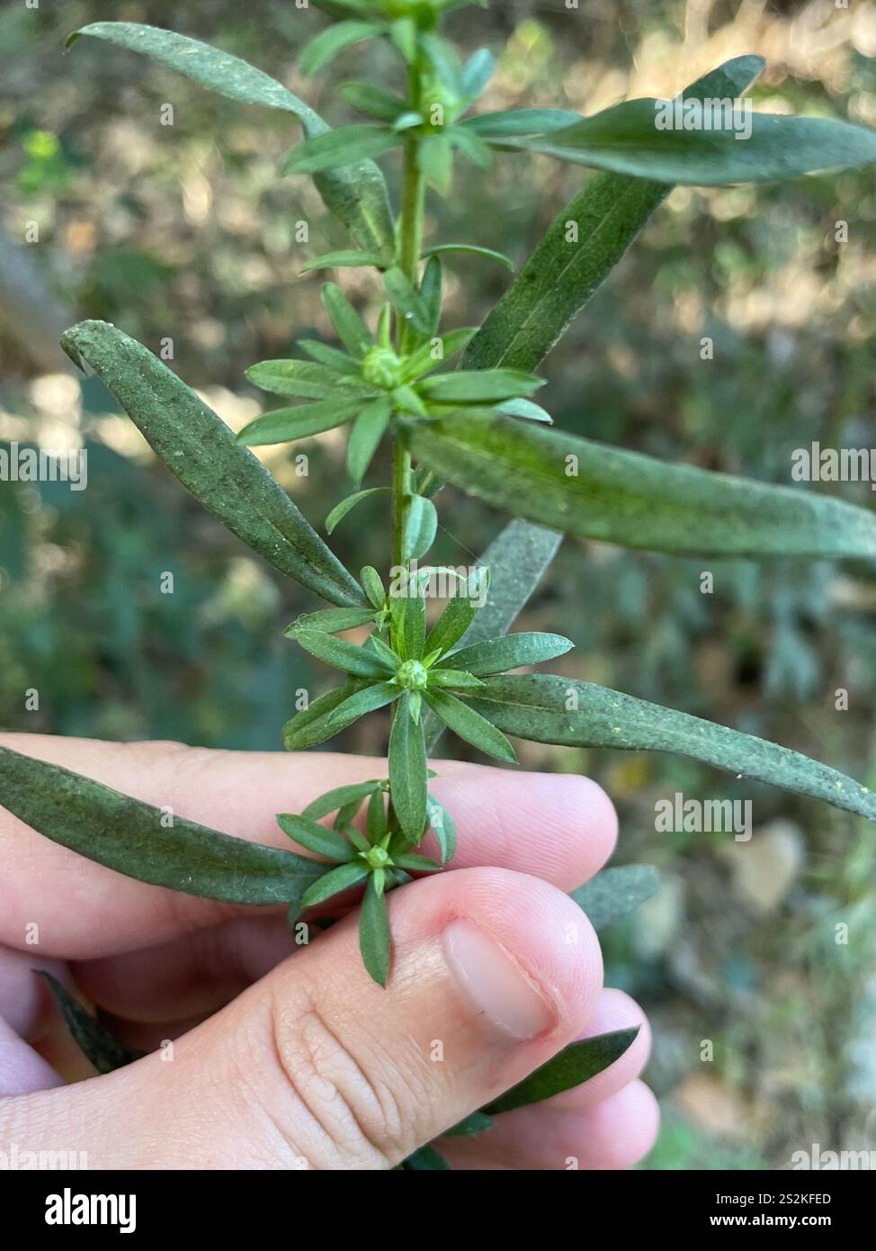 Narrowleaf Marsh-elder (Iva angustifolia Stock Photo - Alamy