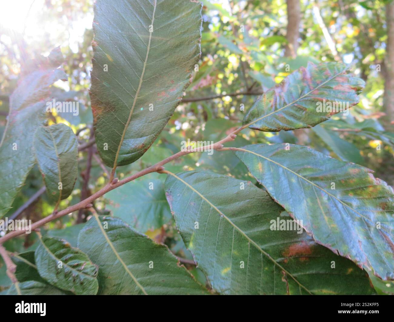 Allegheny Chinquapin (Castanea pumila Stock Photo - Alamy