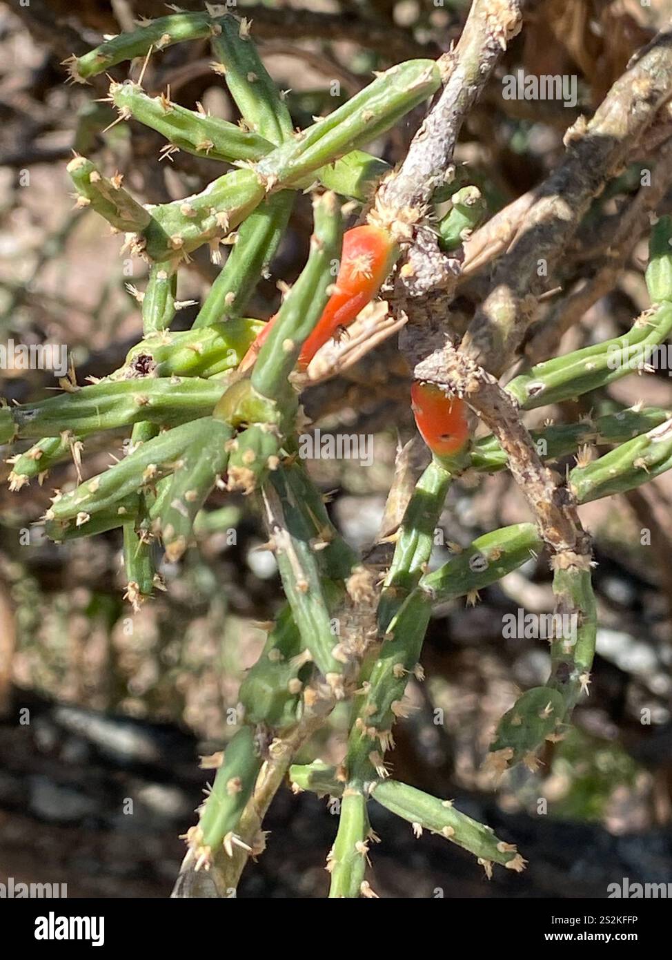 Christmas cholla (Cylindropuntia leptocaulis Stock Photo - Alamy