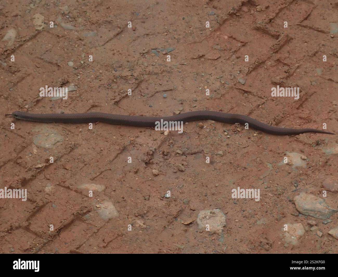 Common Slug-eater (Duberria lutrix Stock Photo - Alamy