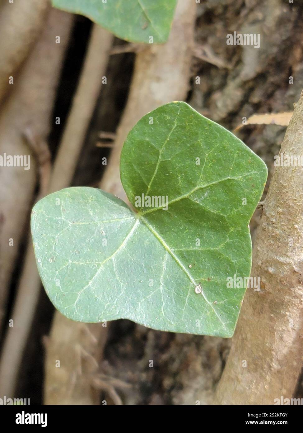 Atlantic Ivy (Hedera hibernica Stock Photo - Alamy