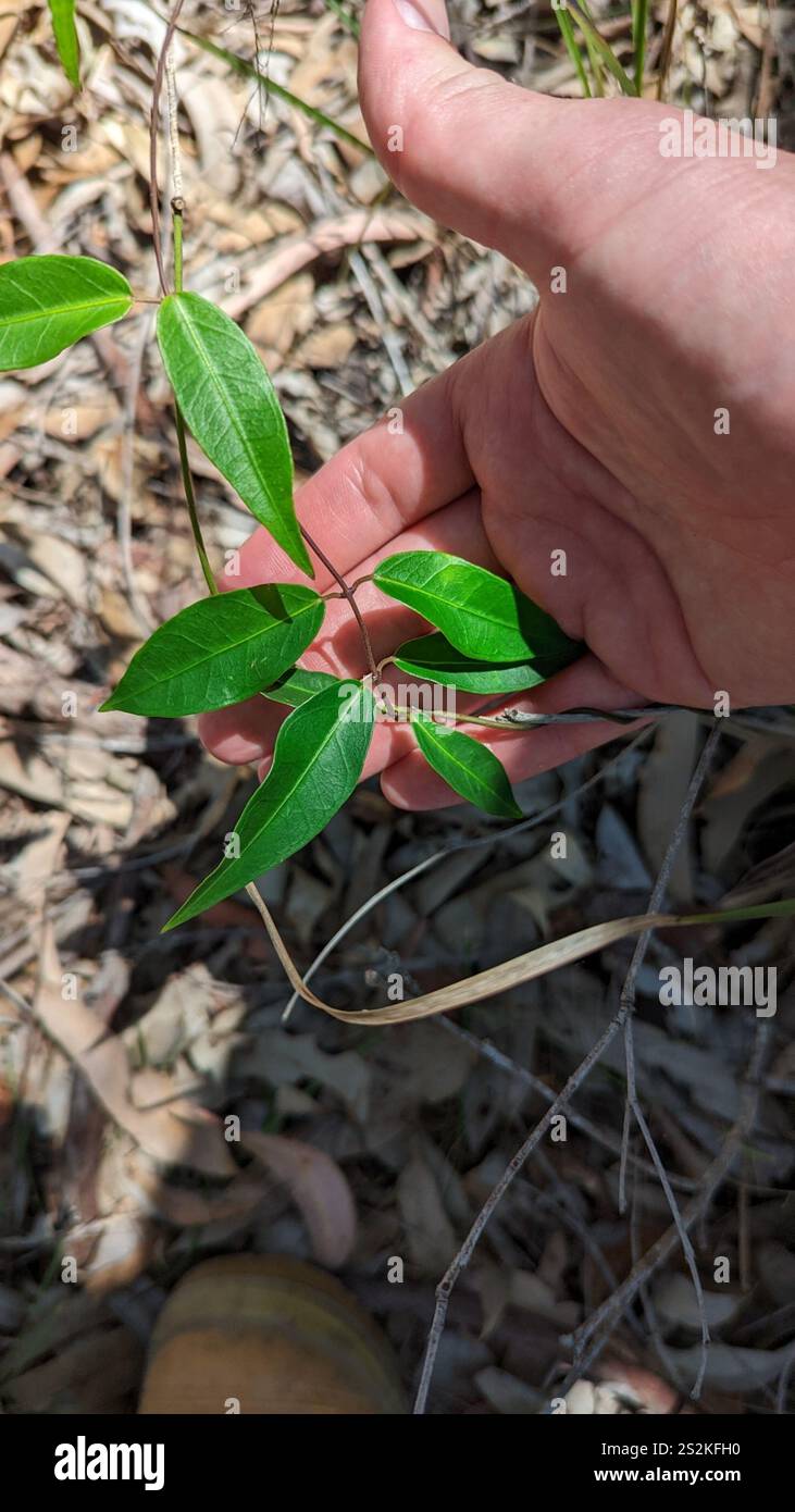 Corky Milk Vine (Secamone elliptica Stock Photo - Alamy