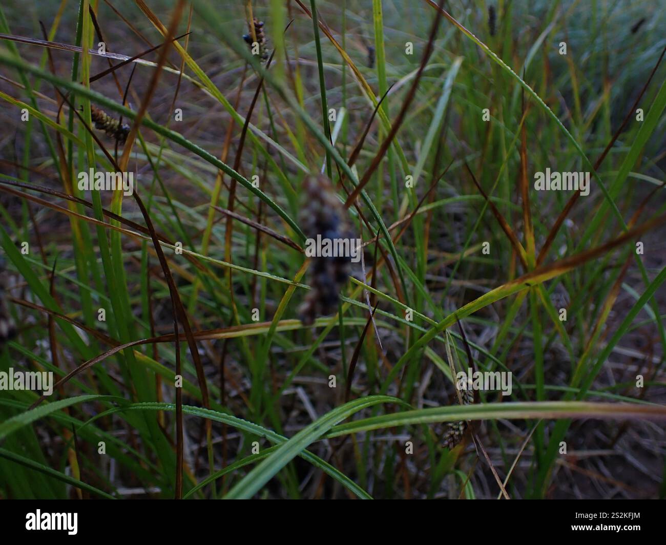 Tall Bog-sedge (Carex magellanica Stock Photo - Alamy