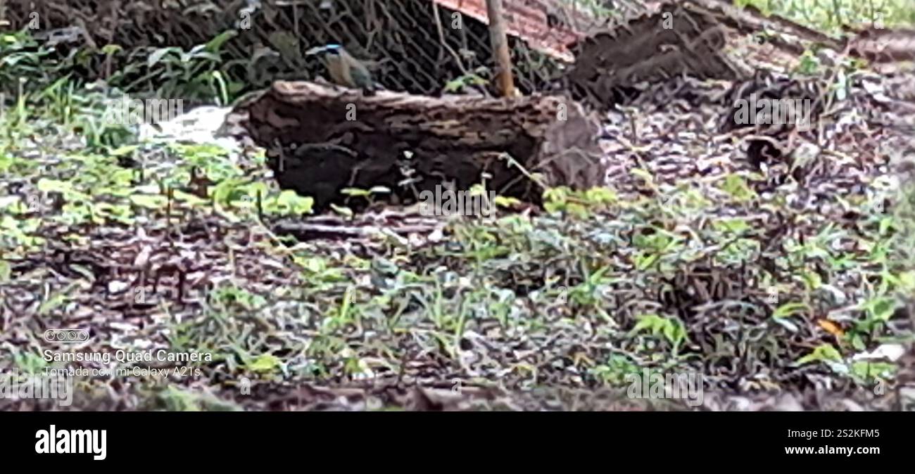 Lesson's Motmot (Momotus lessonii Stock Photo - Alamy