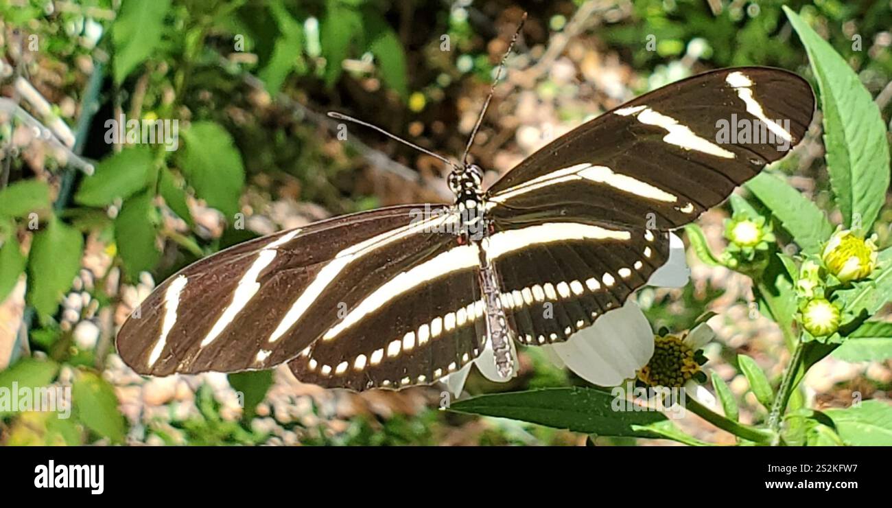 Zebra Longwing (Heliconius charithonia Stock Photo - Alamy